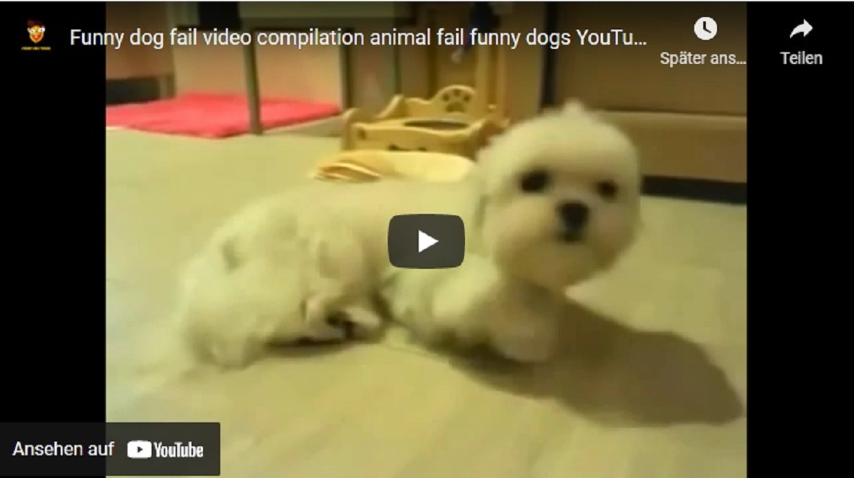 funny dog fail video compilation 2017 – Lustige YouTube Videos